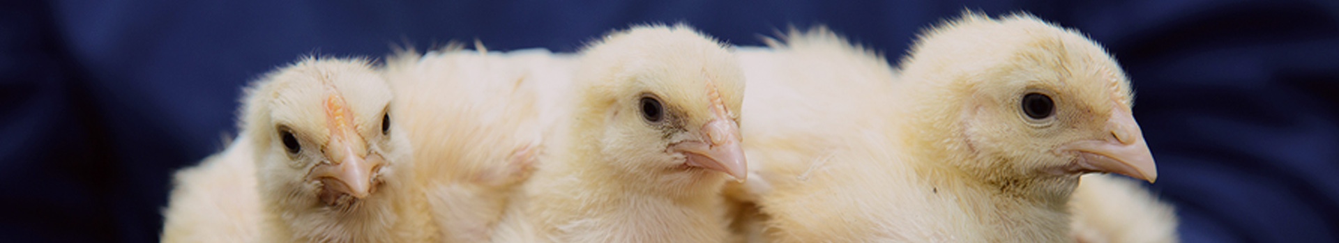 Contact Us | Case Farms Chicken | Case Farms