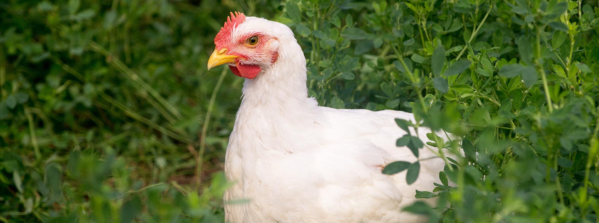 Troutman, North Carolina Poultry Farm | Case Farms Chicken | Case Farms